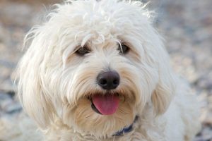 Small Dogs With Curly Hair (15 Adorable Breeds) - Bela Pets